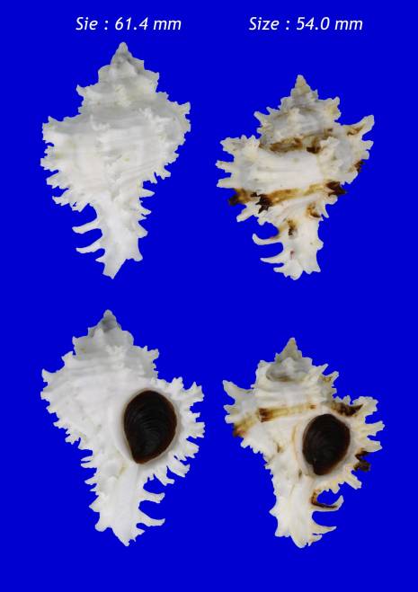 shellauction.net :: Hexaplex cichoreum - 3668836