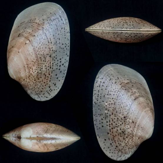 shellauction.net :: Tapes literatus - 3668849