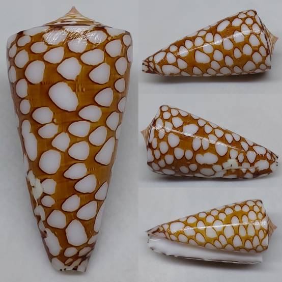 shellauction.net :: Conus nobilis - 3668968