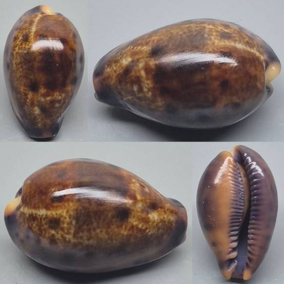 shellauction.net :: Contradusta walkeri - 3669078