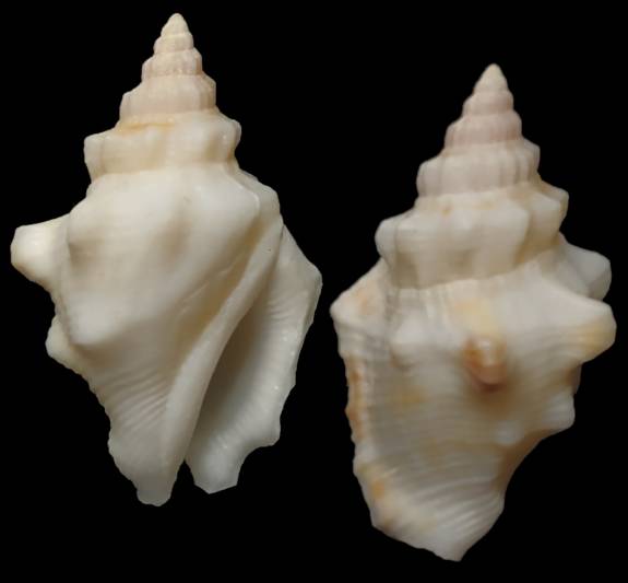 shellauction.net :: Canarium rugosum - 3669246