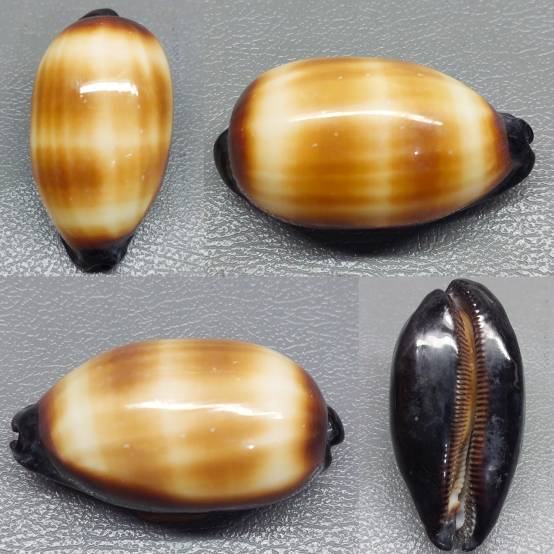 shellauction.net :: Talparia talpa - 3669248