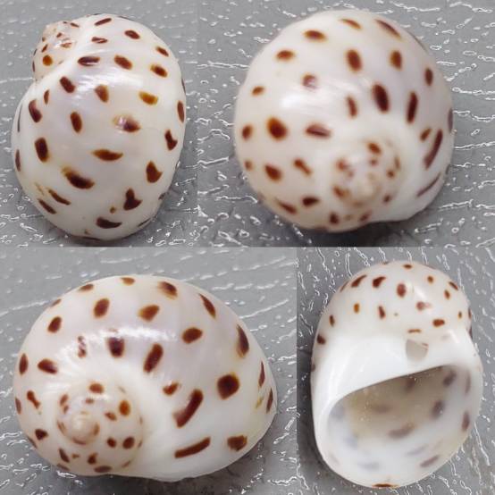 shellauction.net :: Naticarius concinnus - 3669276