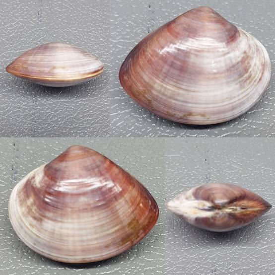 shellauction.net :: Meretrix petechialis - 3669313