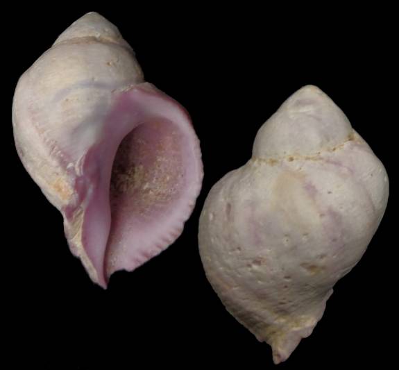 shellauction.net :: Coralliophila violacea - 3669321