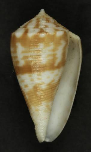 shellauction.net :: Conus limpusi - 3669339