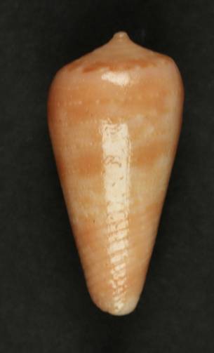 shellauction.net :: Conus solangeae - 3669342