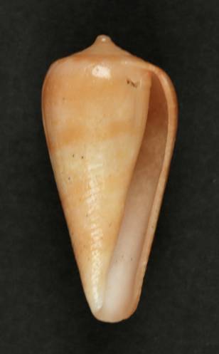 shellauction.net :: Conus solangeae - 3669342