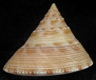 shellauction.net :: Calliostoma formosense - 3669373