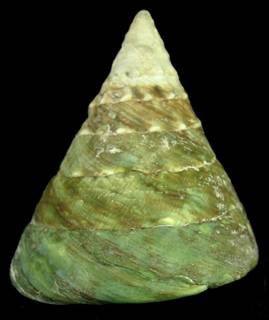 shellauction.net :: Tectus pyramis - 3669376