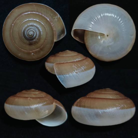 shellauction.net :: Cryptozona siamensis - 3669412