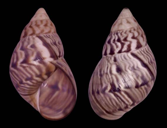 shellauction.net :: Orthalicus pulchellus - 3669448