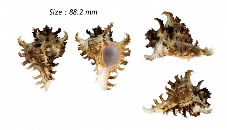 shellauction.net :: Chicoreus ramosus - 3669449