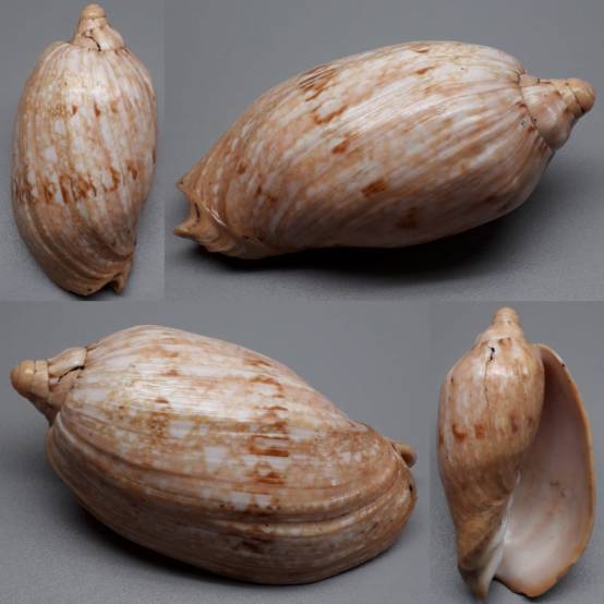 shellauction.net :: Cymbiola innexa marispuma - 3669685