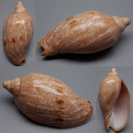 shellauction.net :: Cymbiola innexa marispuma - 3669688