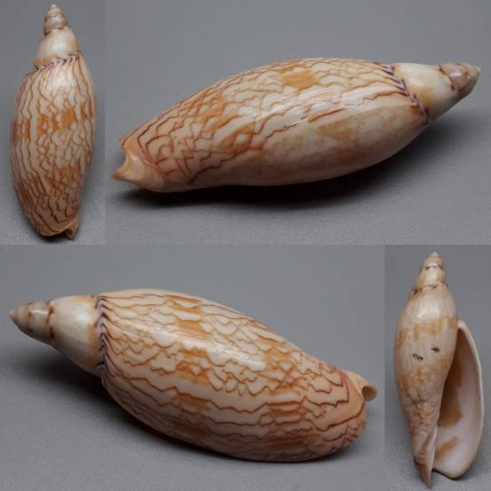 shellauction.net :: Amoria turneri - 3669689