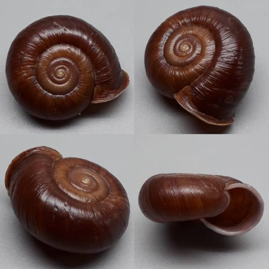 shellauction.net :: Chloritis circumdata - 3669742