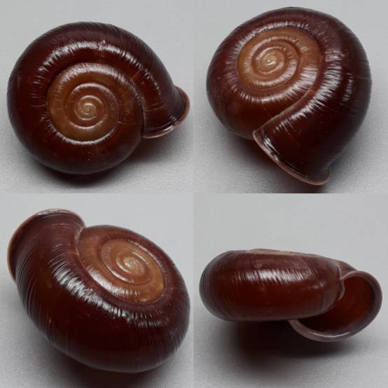 shellauction.net :: Chloritis circumdata - 3669743