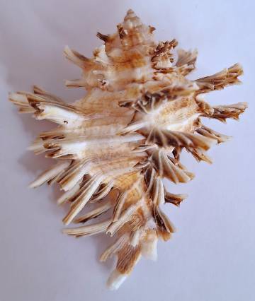 shellauction.net :: Chicoreus ramosus - 3669879