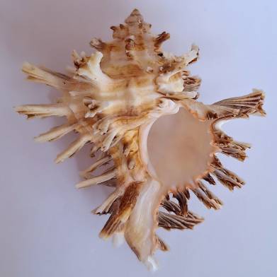 shellauction.net :: Chicoreus ramosus - 3669879