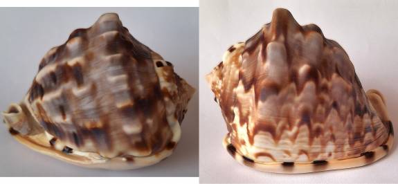 shellauction.net :: Cassis flammea - 3669880