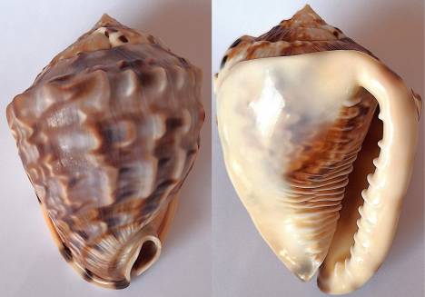 shellauction.net :: Cassis flammea - 3669880