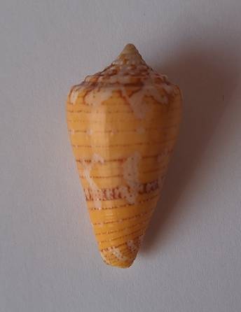 shellauction.net :: Conus cedonulli - 3669915