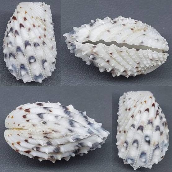 shellauction.net :: Cardita variegata - 3669995
