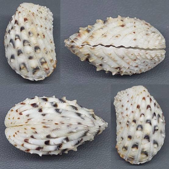 shellauction.net :: Cardita variegata - 3669996