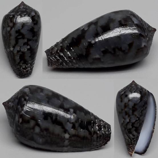 shellauction.net :: Conus monachus - 3670083