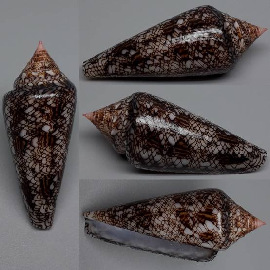 shellauction.net :: Conus gloriamaris - 3670097