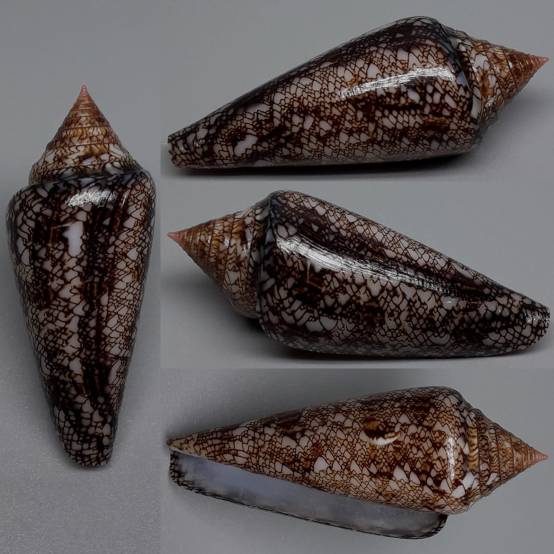 shellauction.net :: Conus gloriamaris - 3670101