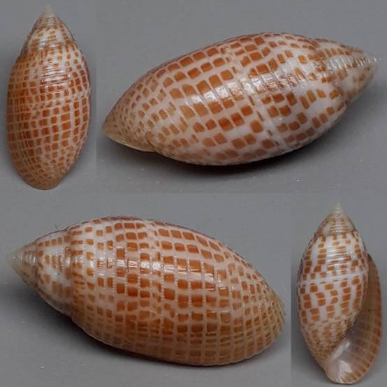 shellauction.net :: Pupa solidula - 3670116