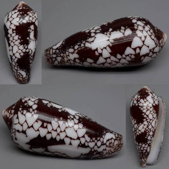 shellauction.net :: Conus episcopatus - 3670151