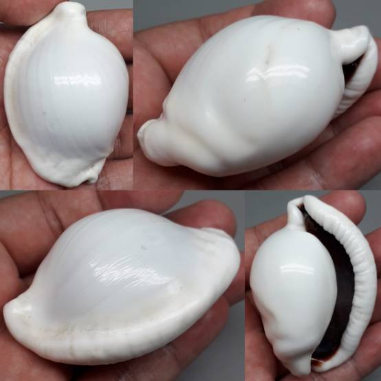 shellauction.net :: Ovula ovum - 3670229