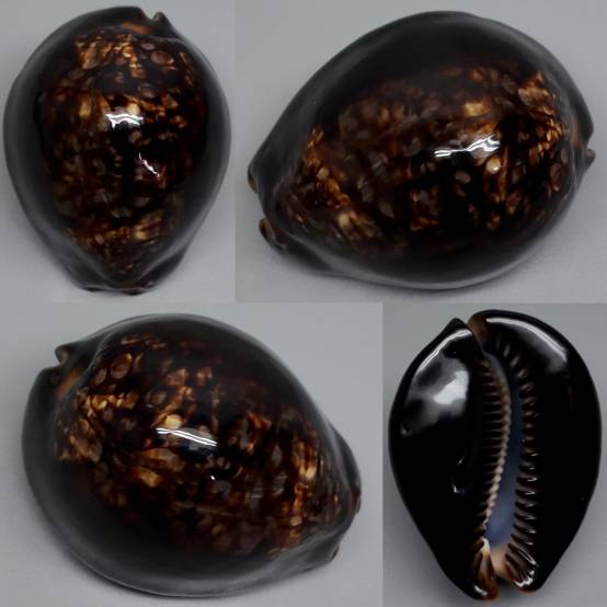 shellauction.net :: Mauritia mauritiana - 3670311