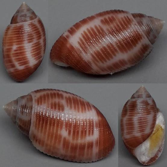 shellauction.net :: Acteon fabreanus - 3670324