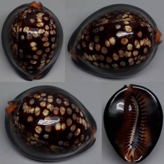 shellauction.net :: Mauritia mauritiana - 3670334