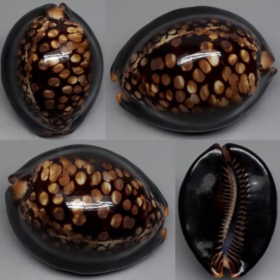 shellauction.net :: Mauritia mauritiana - 3670337