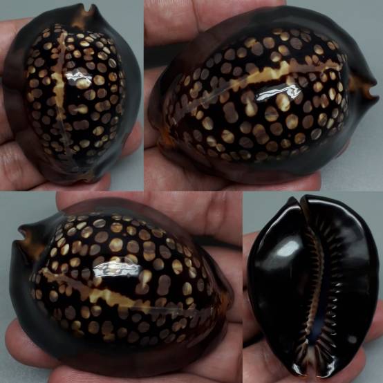 shellauction.net :: Mauritia mauritiana - 3670342