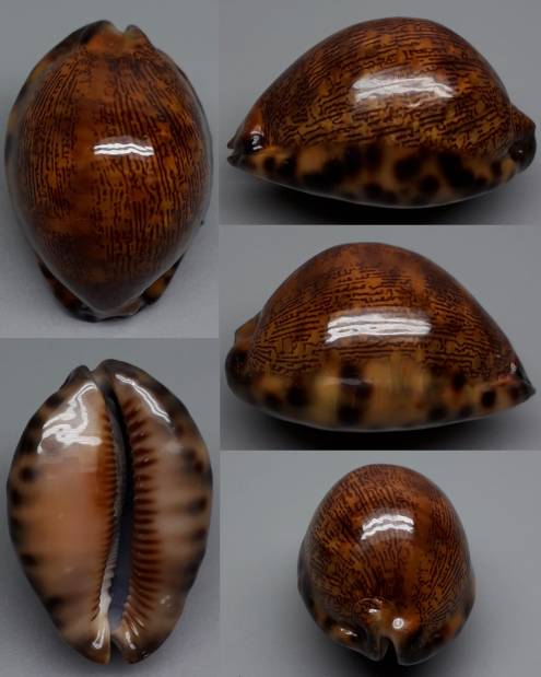shellauction.net :: Mauritia arabica - 3670344