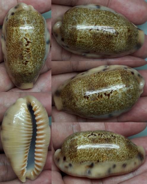 shellauction.net :: Erronea caurica - 3670361