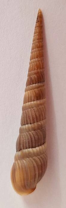 shellauction.net :: Punctoterebra succincta - 3670367