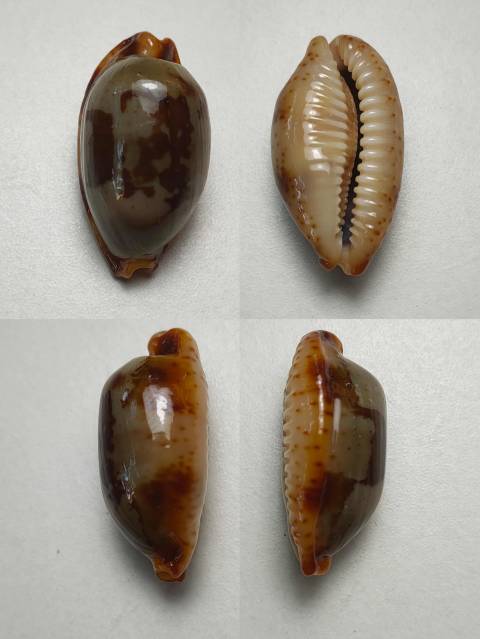 shellauction.net :: Cypraea stolida - 3670563