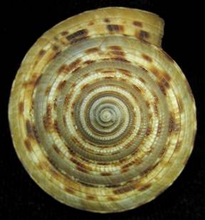 shellauction.net :: Architectonica picta - 3670564