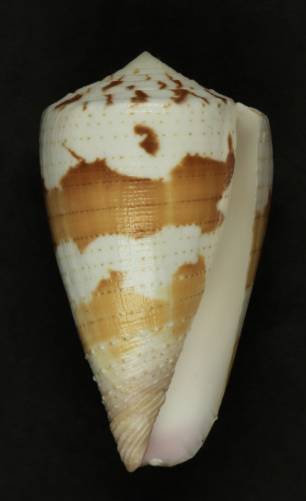 shellauction.net :: Conus circumactus - 3670882