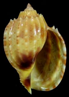 shellauction.net :: Harpa kajiyamai - 3670941