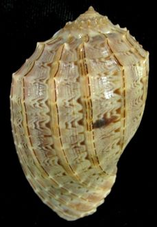 shellauction.net :: Harpa crenata - 3670943