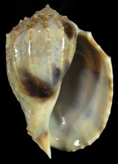 shellauction.net :: Harpa crenata - 3670943