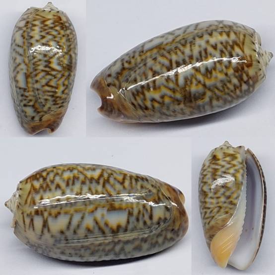 shellauction.net :: Oliva elegans - 3670968